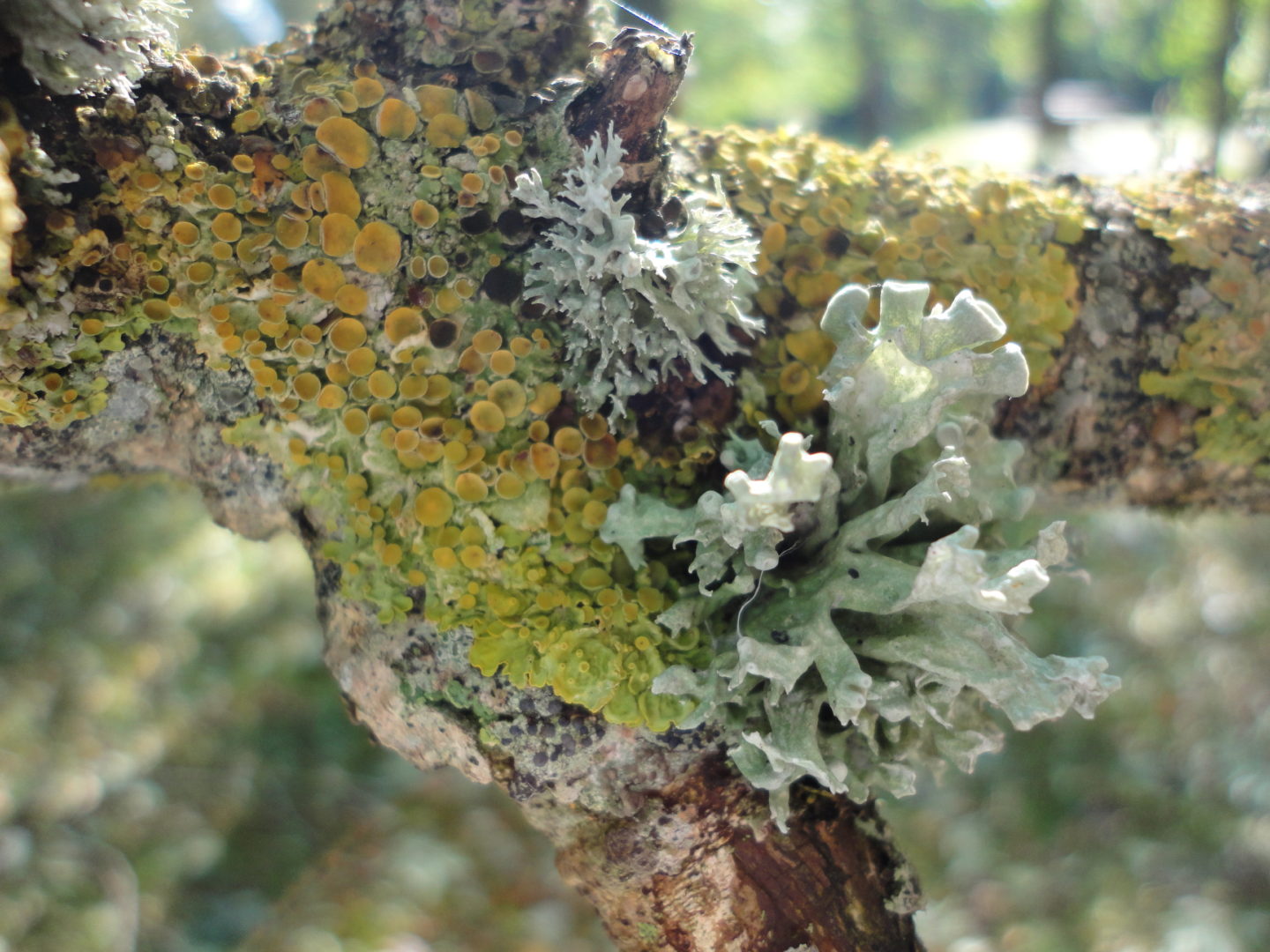 lichens - NBN Atlas of Northern Ireland